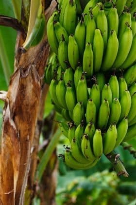 Why Are Bananas Curved? What You Need To Know