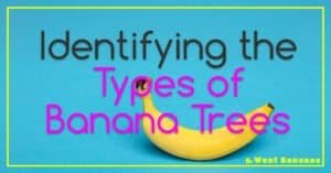 Identifying The Type Of Banana Tree You Have